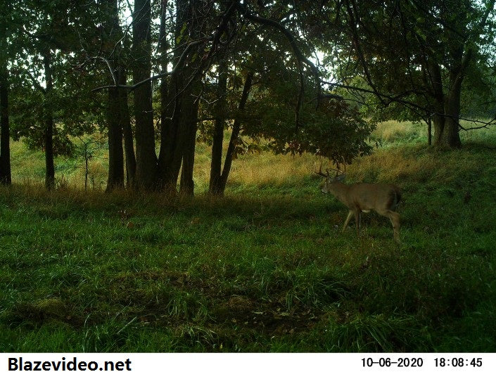 7 Tips to make better Placement for Trail / Game Camera - Blazevideo.n ...